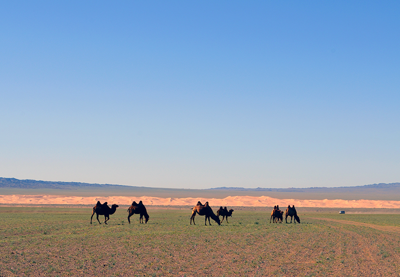 Golden gobi tour | Mongolia tours